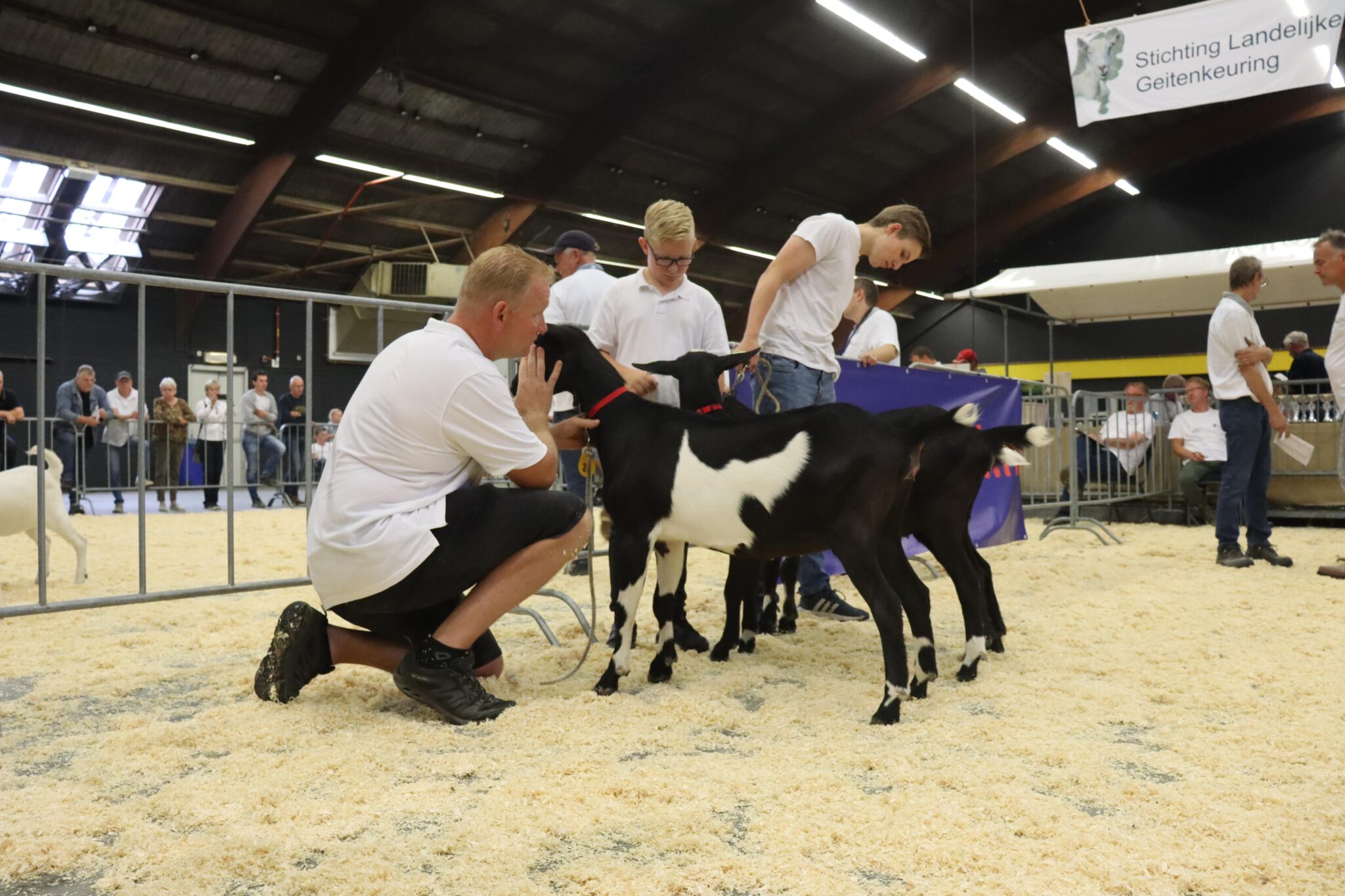 Zeker 7 geitenrassen tijdens de grootste geitenkeuring van Nederland ...
